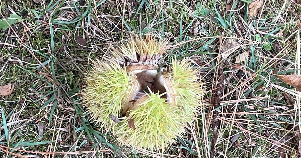Landis Arboretum|American Chestnut: History, Blight, Recovery WILL BE ...