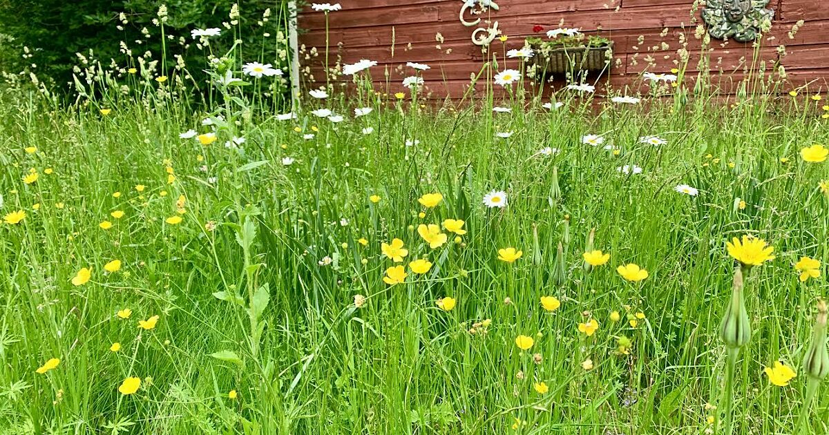 Landis Arboretum|From the Director’s Desk: No Mow May/Low Mow Spring!