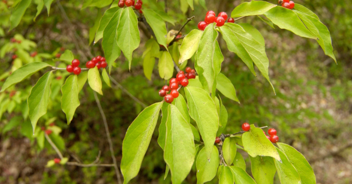Landis Arboretum|The Arboretum’s Battle Against Invasive Species