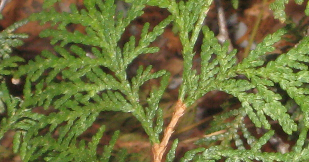 Evergreen Tree Identification
