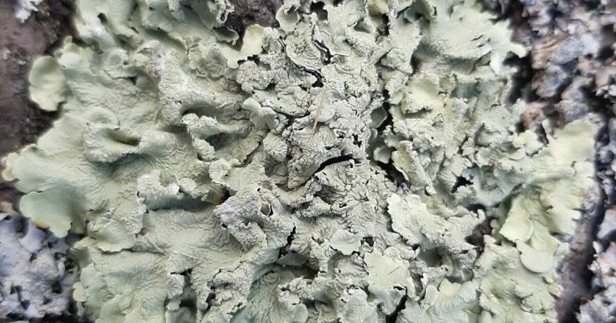 Landis Arboretum|Lichens