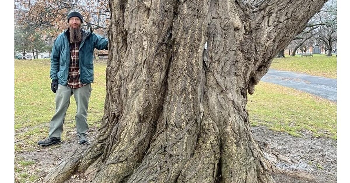 Landis Arboretum|From the Director’s Desk: Where to See a Big Tree ...