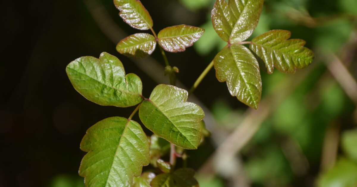 Landis Arboretum|Royal Beauty: Marie Antoinette…and Poison Ivy?