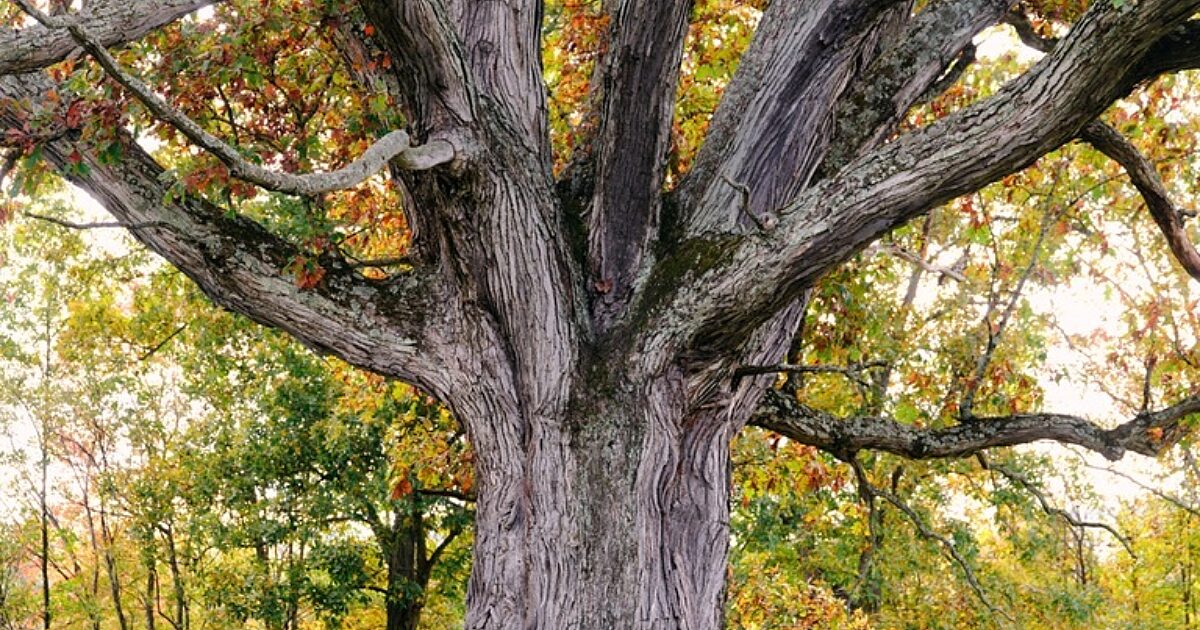 Landis Arboretum|The Landis Arboretum Big Tree Search was a TREE ...