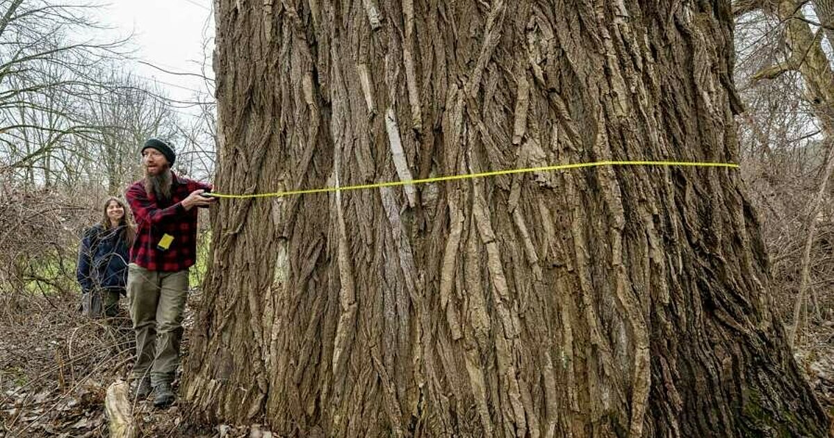 Landis Arboretum|From the Director's Desk: Confessions of a Big Tree Hunter