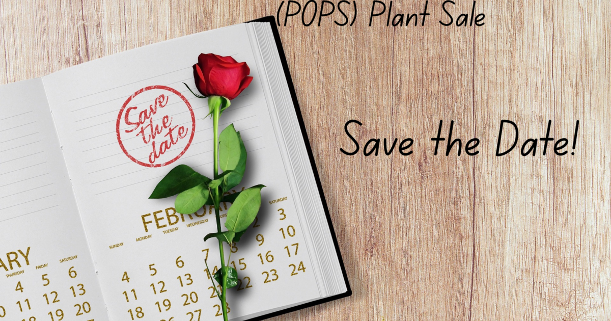 Landis Arboretum|Pick of the Pots (POPs) 2026: A Members-Only Fall ...